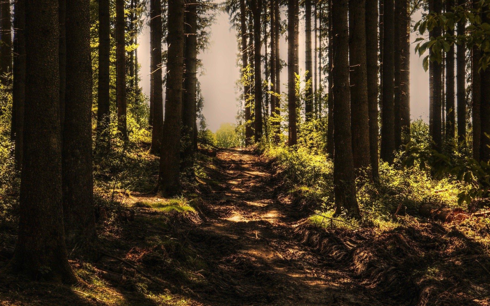 Why I Prefer Trunk Based Development Over Feature Branching And Gitflow 3608