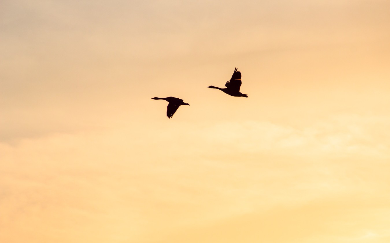 Java It S Time To Move Your Application To Java 11 Dzone